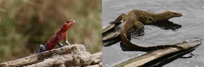 How Can I Learn About the Wildlife of the Country I’ll Be Visiting?