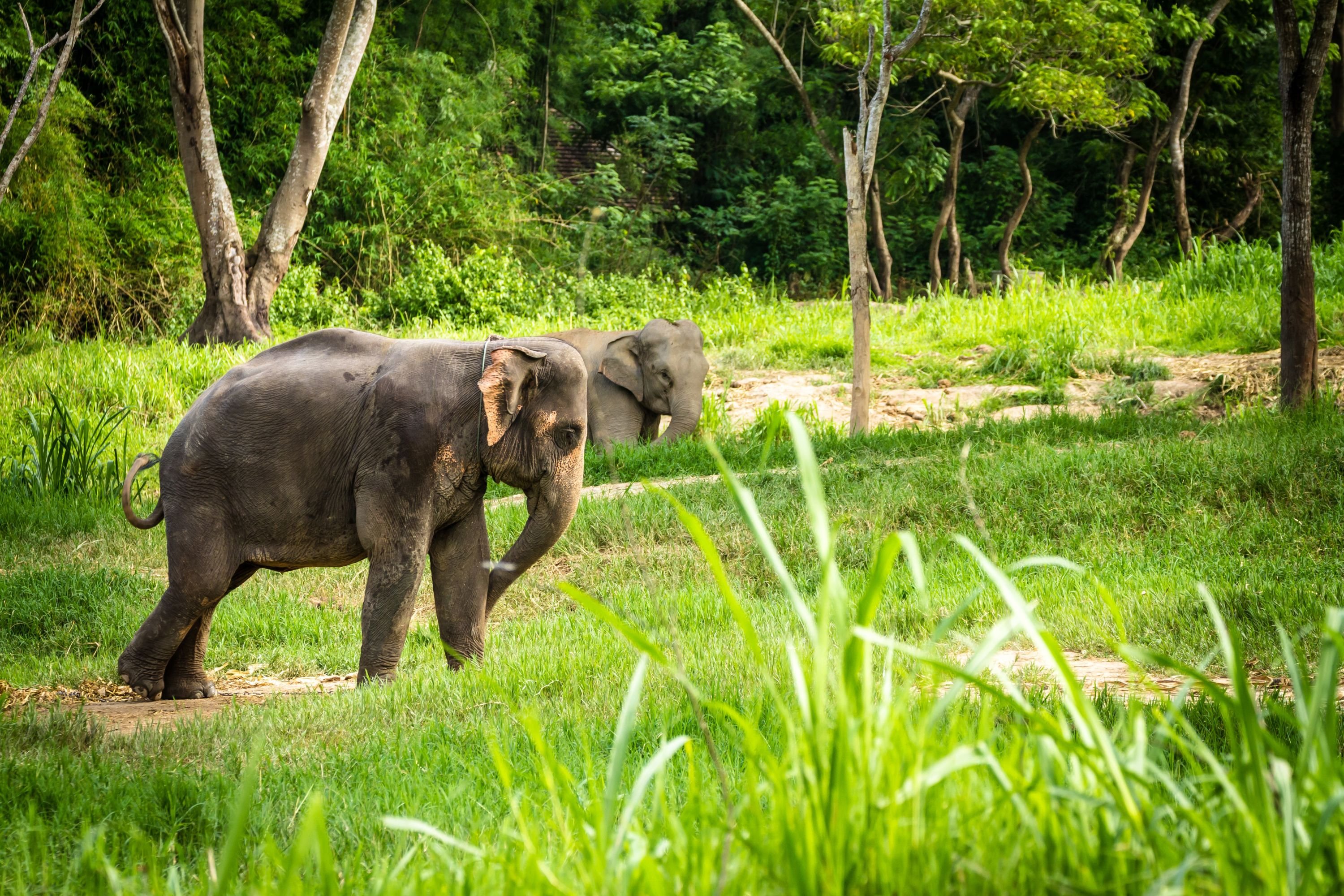Elephants, Tigers & Wildlife of Southeast Asia
