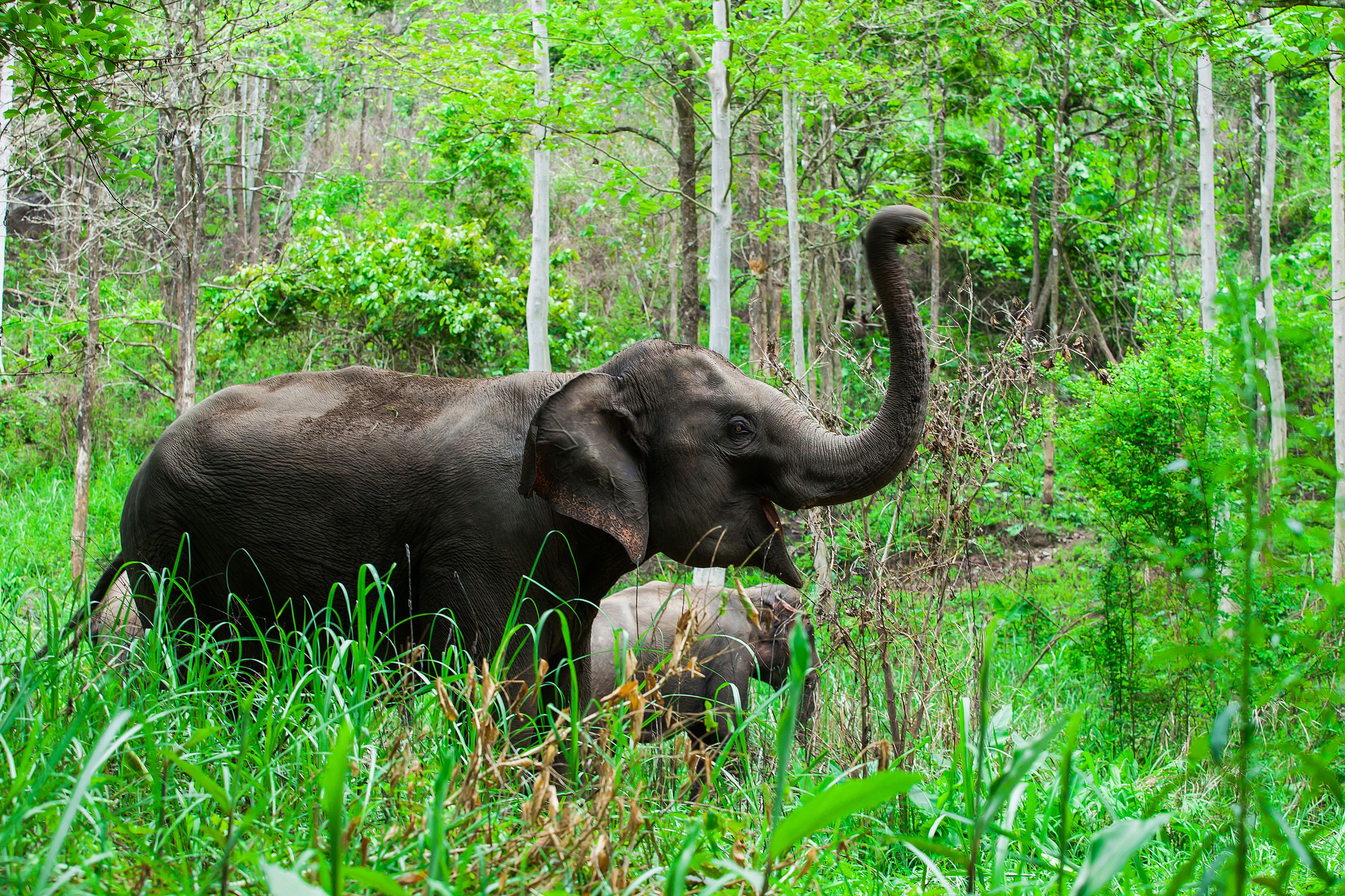 Elephants, Tigers & Wildlife of Southeast Asia